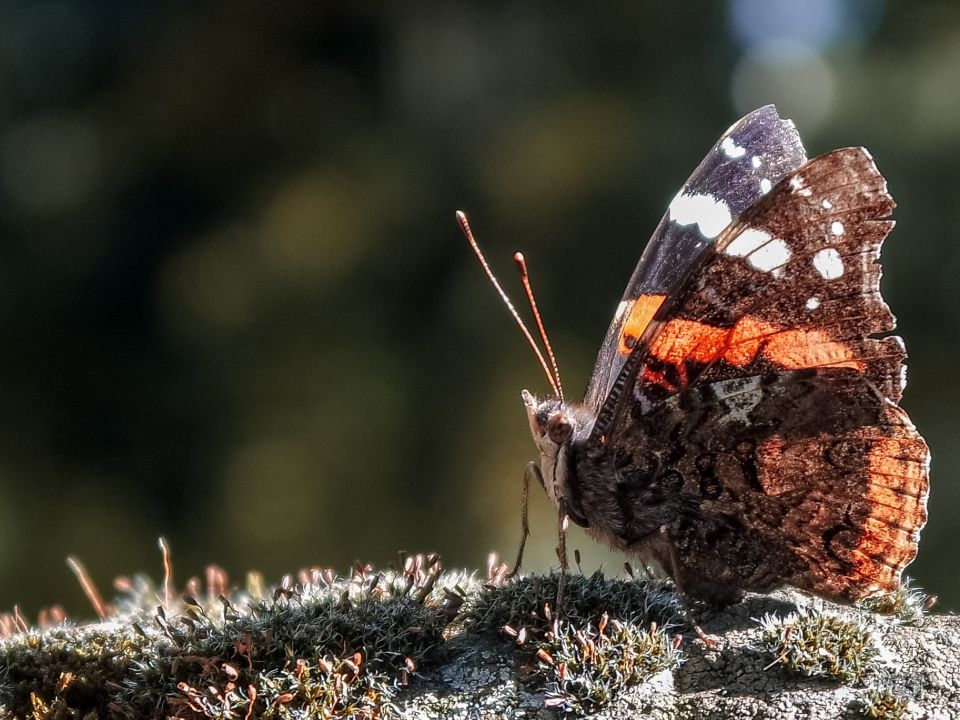 Desarrollan un modelo que predice las migraciones de las mariposas ... Desarrollan un modelo que predice las migraciones de las mariposas ...