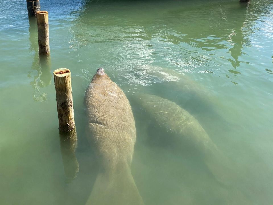 Manatíes Del Programa De Emergencia En Florida Muestran Gusto Por Las