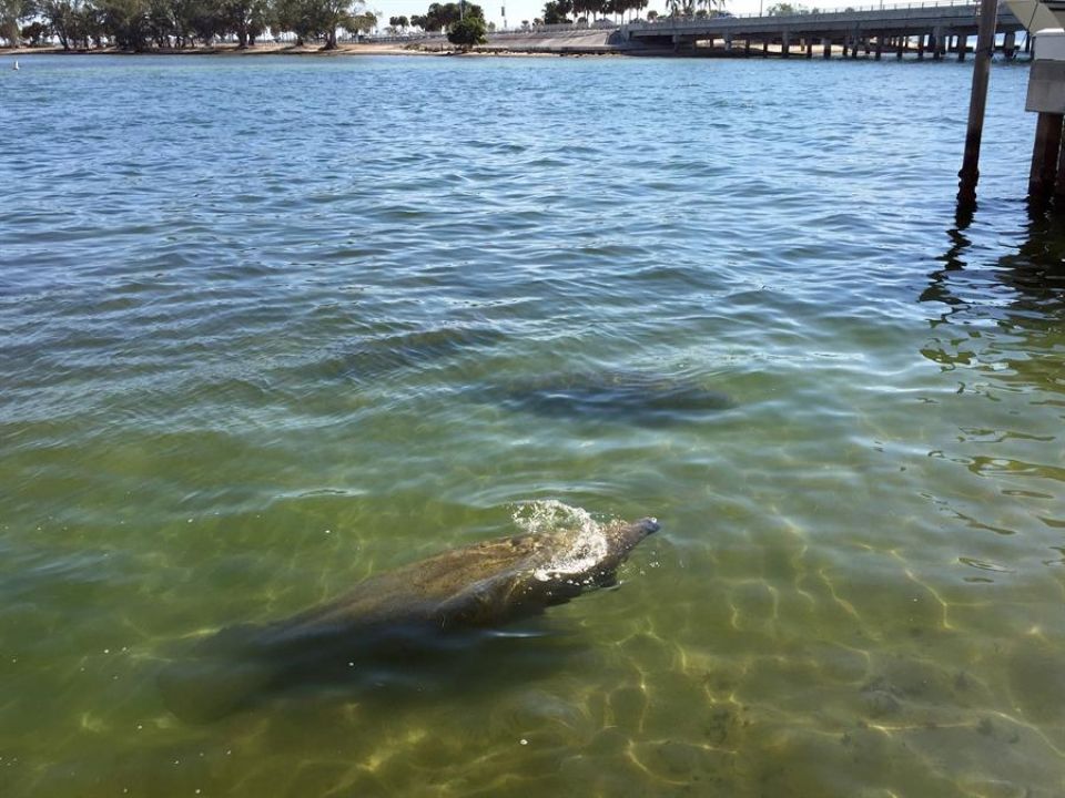 Se Duplican Las Muertes De Manatíes En Florida En 2021